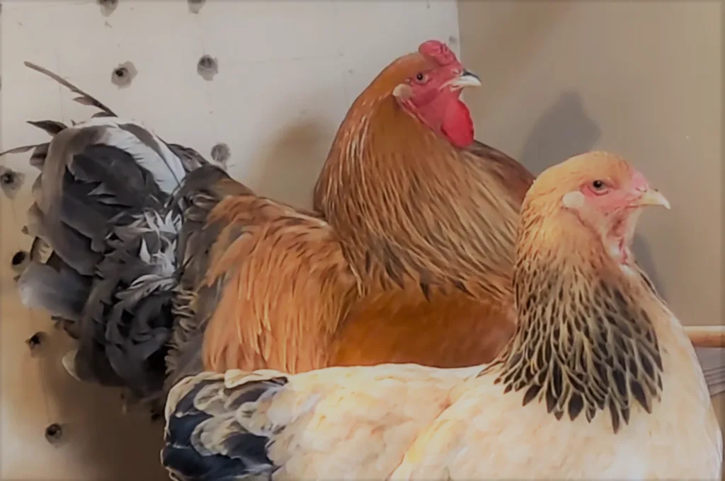 Buff Brahma Chicken | Complete Information TheChickenPet.com