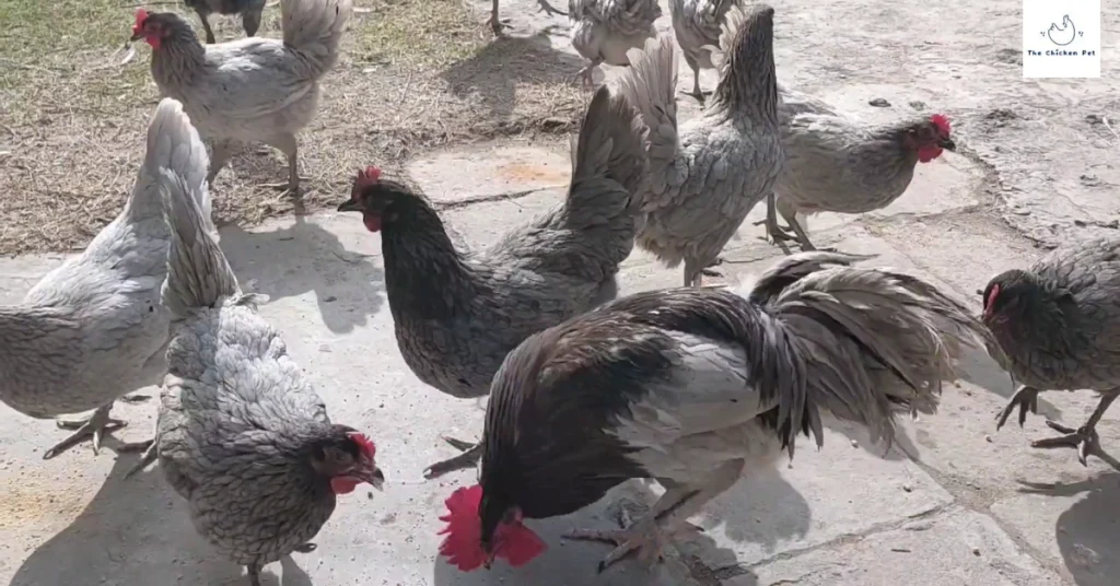 Blue Australorp Chicken | Best Breed For Backyard Poultry