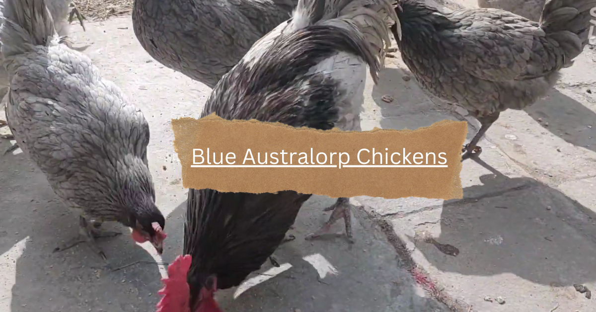 Blue Australorp Chicken | Best Breed For Backyard Poultry
